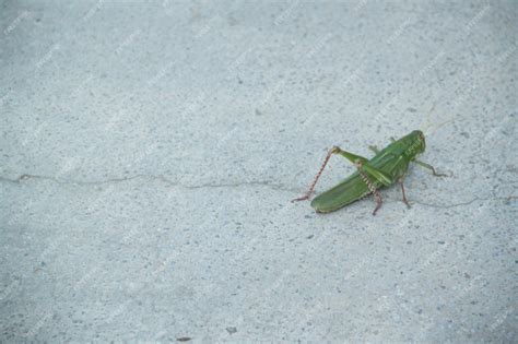 Premium Photo Green Grasshopper On Concrete Floor