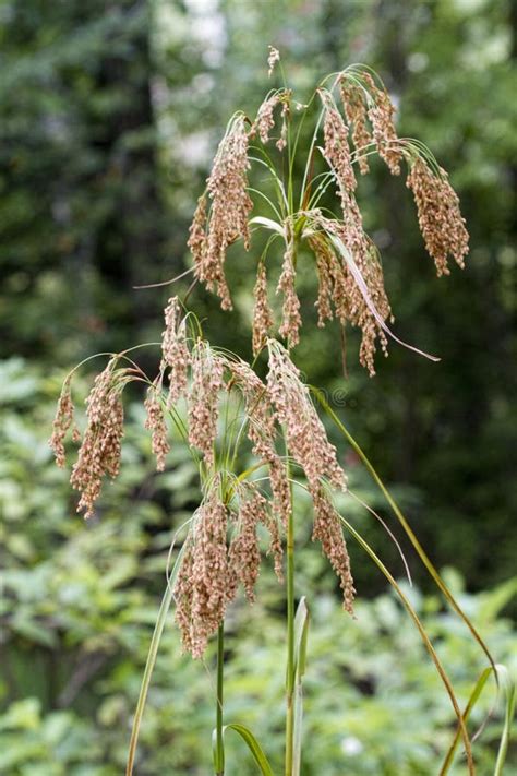 Wild Woolgrass Scirpus Cyperinus Stock Image Image Of Paws Bulrush