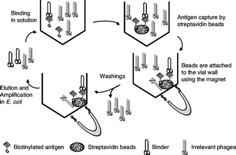 2 principle of page antibody selection on paramagnetic beads this