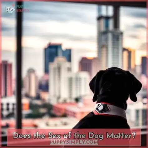 Are Pointers Good Service Dogs