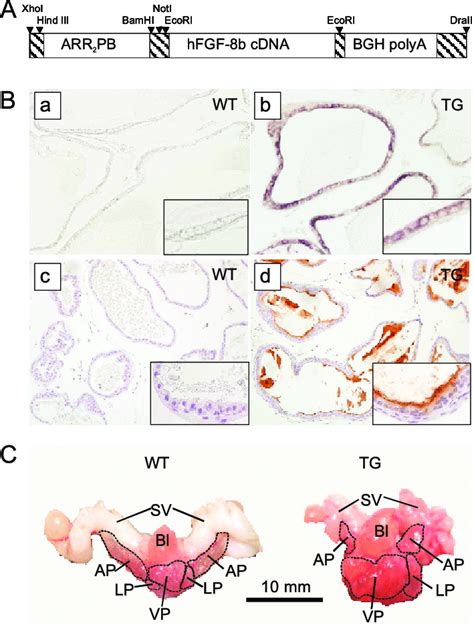 Generation And Characterization Of Fgf 8b Transgenic Mice A The
