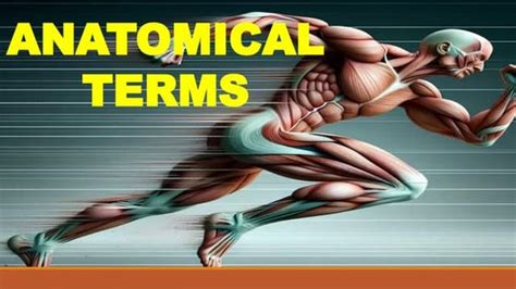 Sex Determination Chromosomal Theory Of Sex Determination Pptx