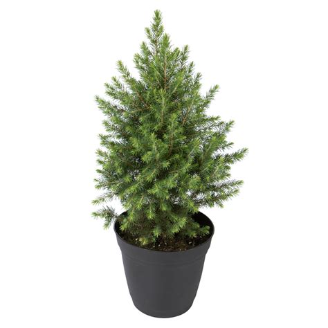 Dwarf White Spruce Living House