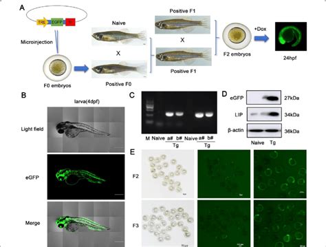 Establishment Of A Lip Overexpression Transgenic Zebrafish Model A The