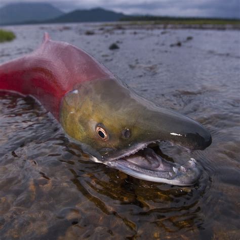 Sockeye Salmon National Geographic