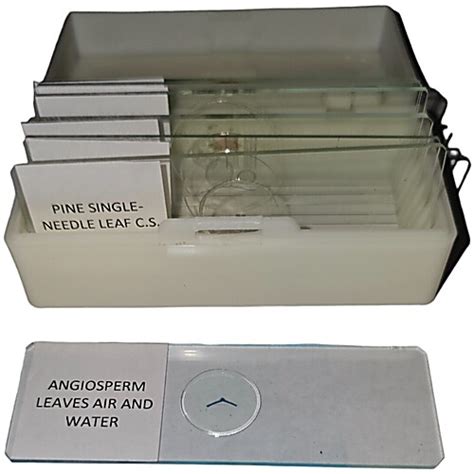 Prepared Microscope Slide Set Comparative Plant Anatomy
