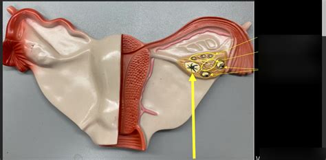 Ovary Dissected Ip Diagram Quizlet