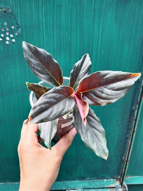 Natures Plants Syngonium Red Arrow Php 120 Facebook