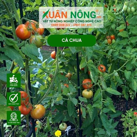 3 Cách Trồng Cà Chua Trĩu Quả đơn Giản Tại Nhà