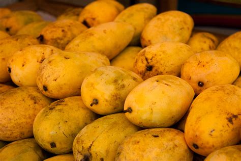 Phil Mangoes In The Philippines At Tamara Juarez Blog