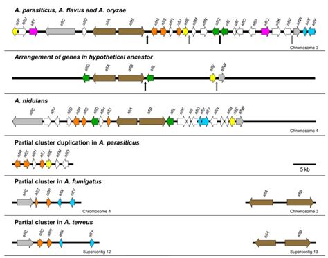 Gene Module Reorganization In Complete Clusters And Modularity In