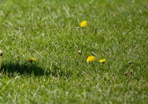 7 Common Tall Fescue Grass Problems And How To Fix Them Obsessed Lawn And Garden