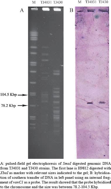 Memórias Do Instituto Oswaldo Cruz 0019the First Report Of The Vanc1