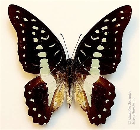 Photo 23320 Graphium Meyeri