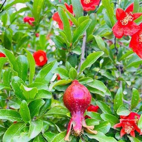 گلنار گلستان خانه