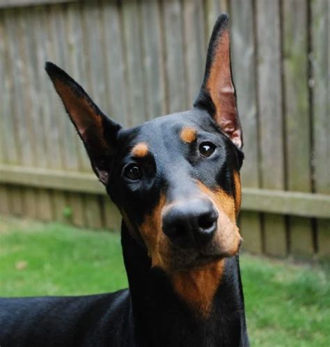 Why Do Dobermans Have Their Ears Cut Followisobel