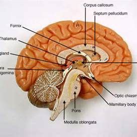 3d Brain Model Labeled Brain Anatomy Brain Models Anatomy And