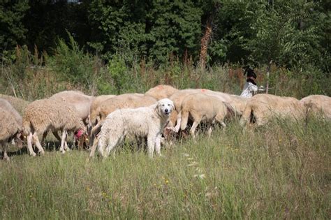 Premium Photo Flock Of Sheep Grazing Grass In A Streambed In Springtime