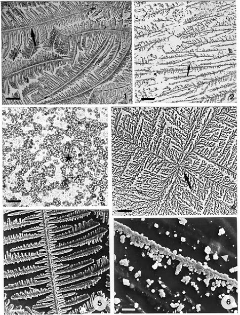 Figure 14 From Morphological Characterization Of Different Human