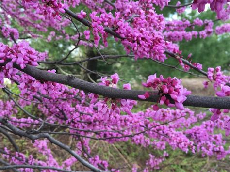Plant A Native Tree To Support Wildlife Trees Group
