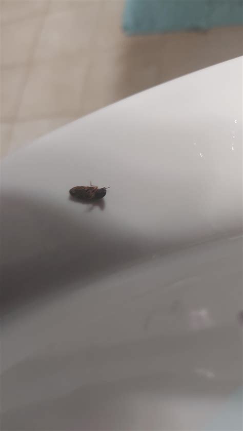 Cockroach Rwhatsthisbug