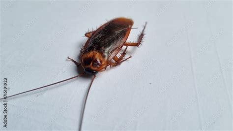 Cockroach On Textured White Background Dead Cockroach Isolated
