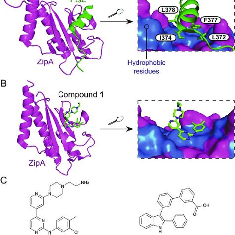 A Crystal Structure Pdb 1f47 29 Of The C Terminus Of E Coli Ftsz