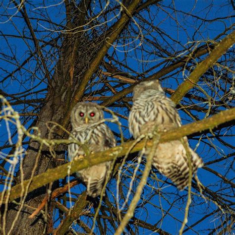 Owls In Tree Photograph By James Cousineau Pixels