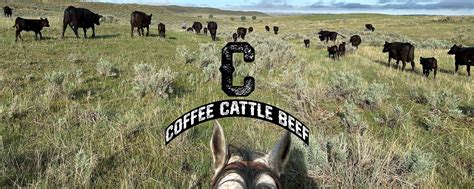 About Coffee Cattle Co Coffee Cattle Beef
