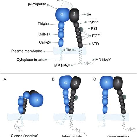 4 Integrin Structure And Domains Integrin Is A Heterodimer Consisting Download Scientific