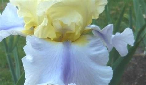 Tall Bearded Iris Iris Easter Candy