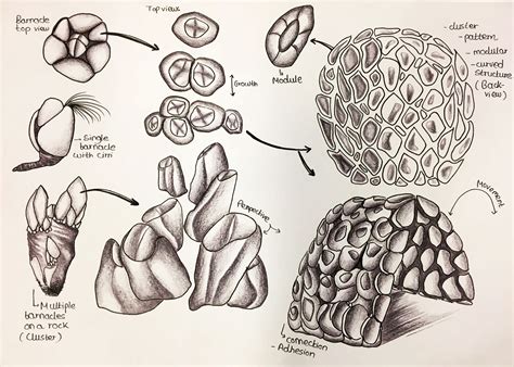 Sketch On Barnacle Structure On Behance