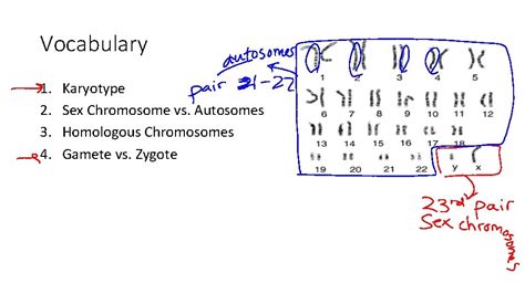 Meiosis Vocabulary 1 2 3 4 Karyotype Sex