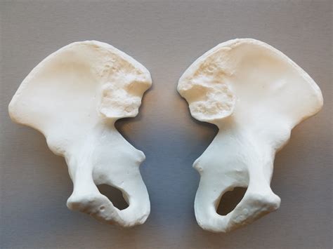 Coxal Bone Diagram Quizlet Coxal Bone Diagram Quizlet