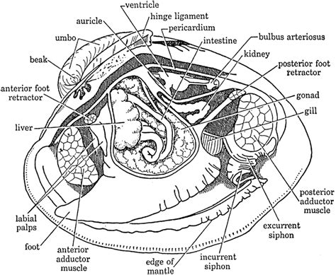 Clam Diagram