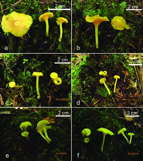 Basidiomata Of Gloioxanthomyces Nitidus A B Gdgm41710 C D Gdgm42150