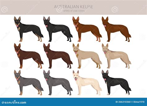 Australian Kelpie All Colours Clipart Different Coat Colors Set Stock