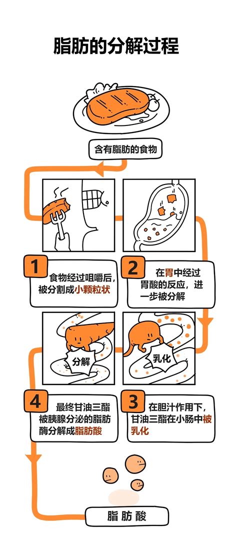 吃肥肉还能减脂？科学解读脂肪代谢过程 知乎