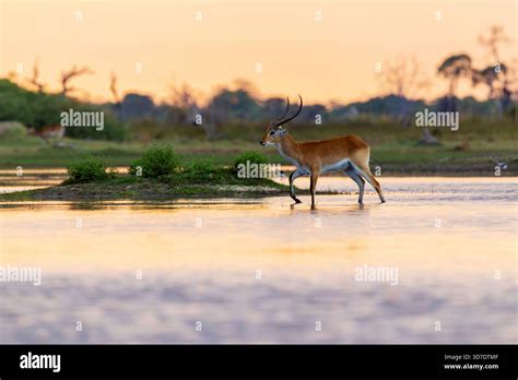 A Male Red Lechwe Walking Slowly In Shallow Pool During Sunrise In