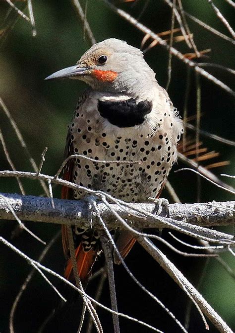 Bird Of The Week The Northern Flicker The Northern Light