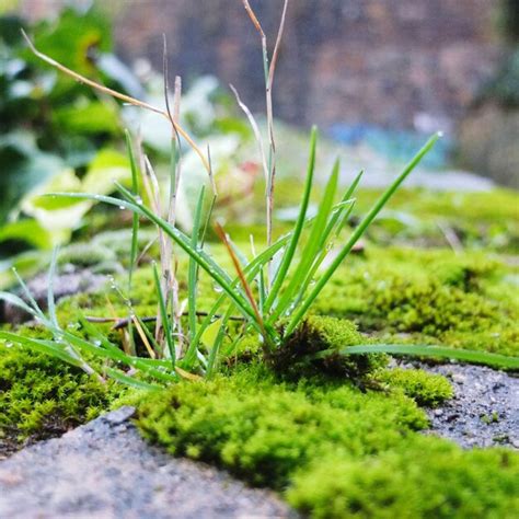 Premium Photo Close Up Of Grass And Moos Growing On Rock