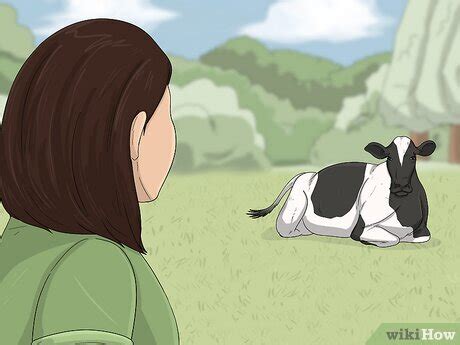 Cow Tipping Is It Real Or Just An Urban Legend