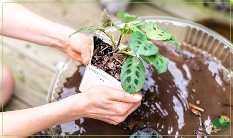 Calathea Plant Care Growing Watering Requirements Propagation
