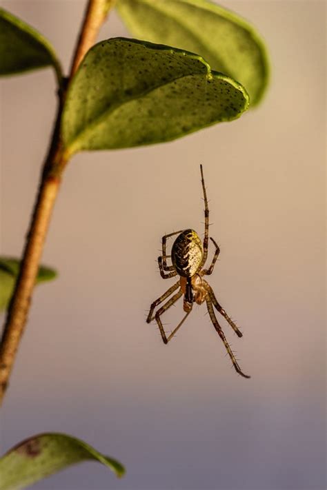 Spider Bug Parasite Free Photo On Pixabay Pixabay