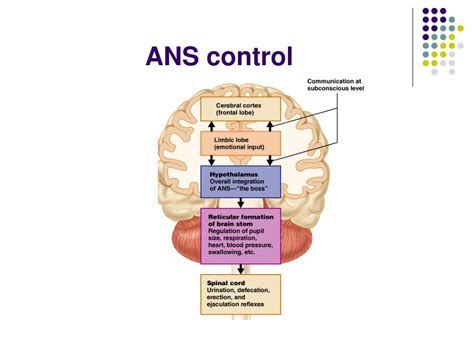 Ppt Human Anatomy And Physiology Powerpoint Presentation Free