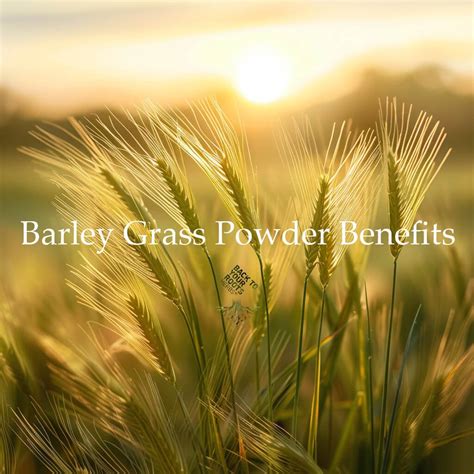 Barley Grass Benefits Nutrition Antioxidants And Health