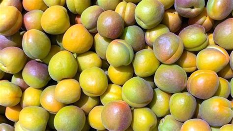 Mut Kayısısında 120 Bin Ton Rekolte Beklentisi Malatya Haber