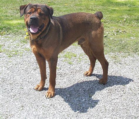 English Mastweiler Rottweiler English Mastiff Mix Info Puppies