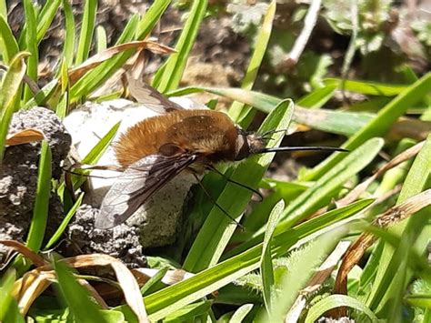 This Strange Fluffy Bug Any Ideas What It Is Rmildlyinteresting