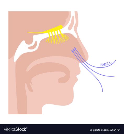 Olfactory Nerve Anatomy Royalty Free Vector Image